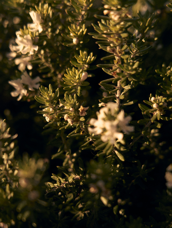 Expert Guide to Serene Fragrances